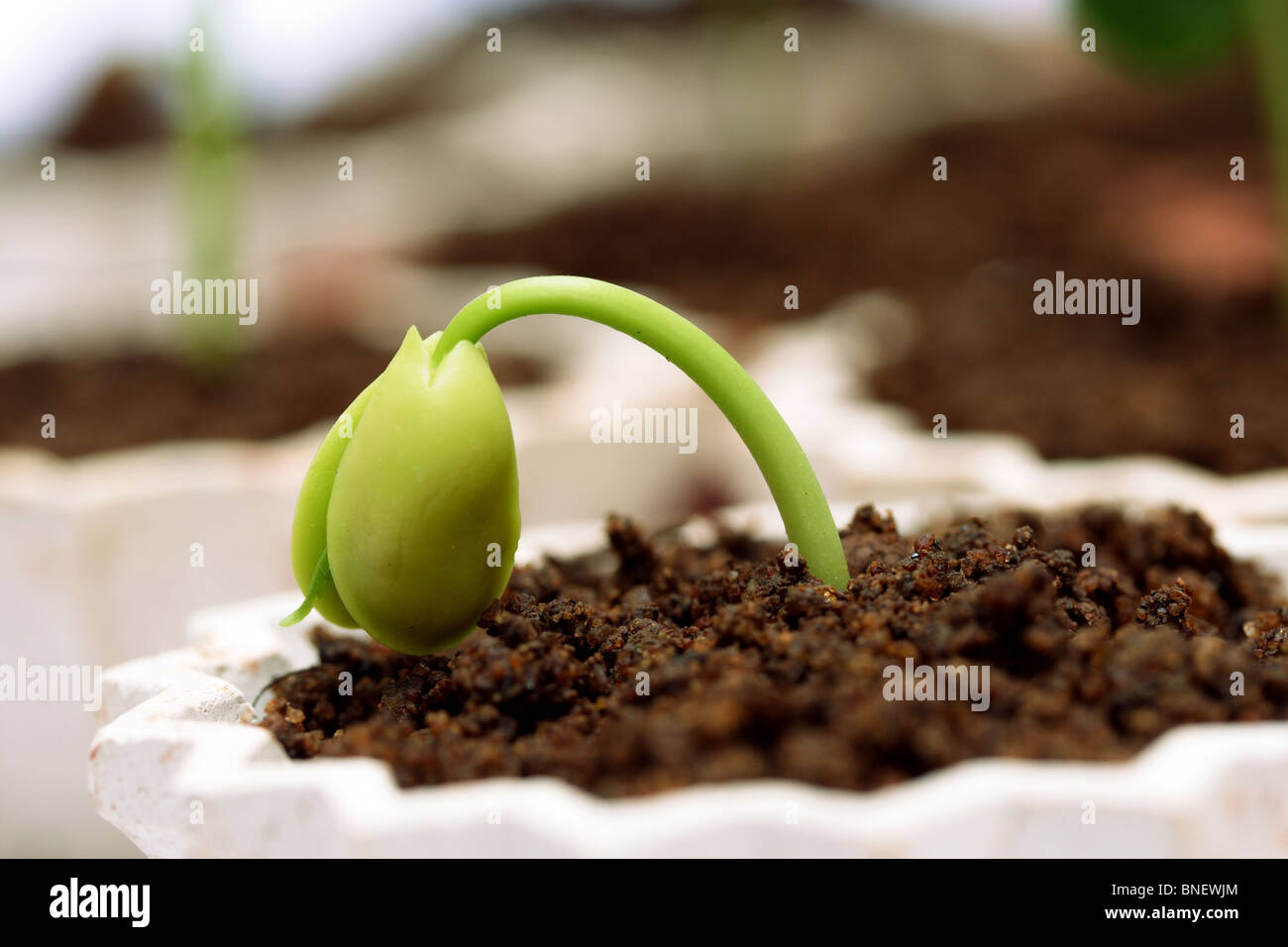 Neem Seed High Resolution Stock Photography and Images - Alamy