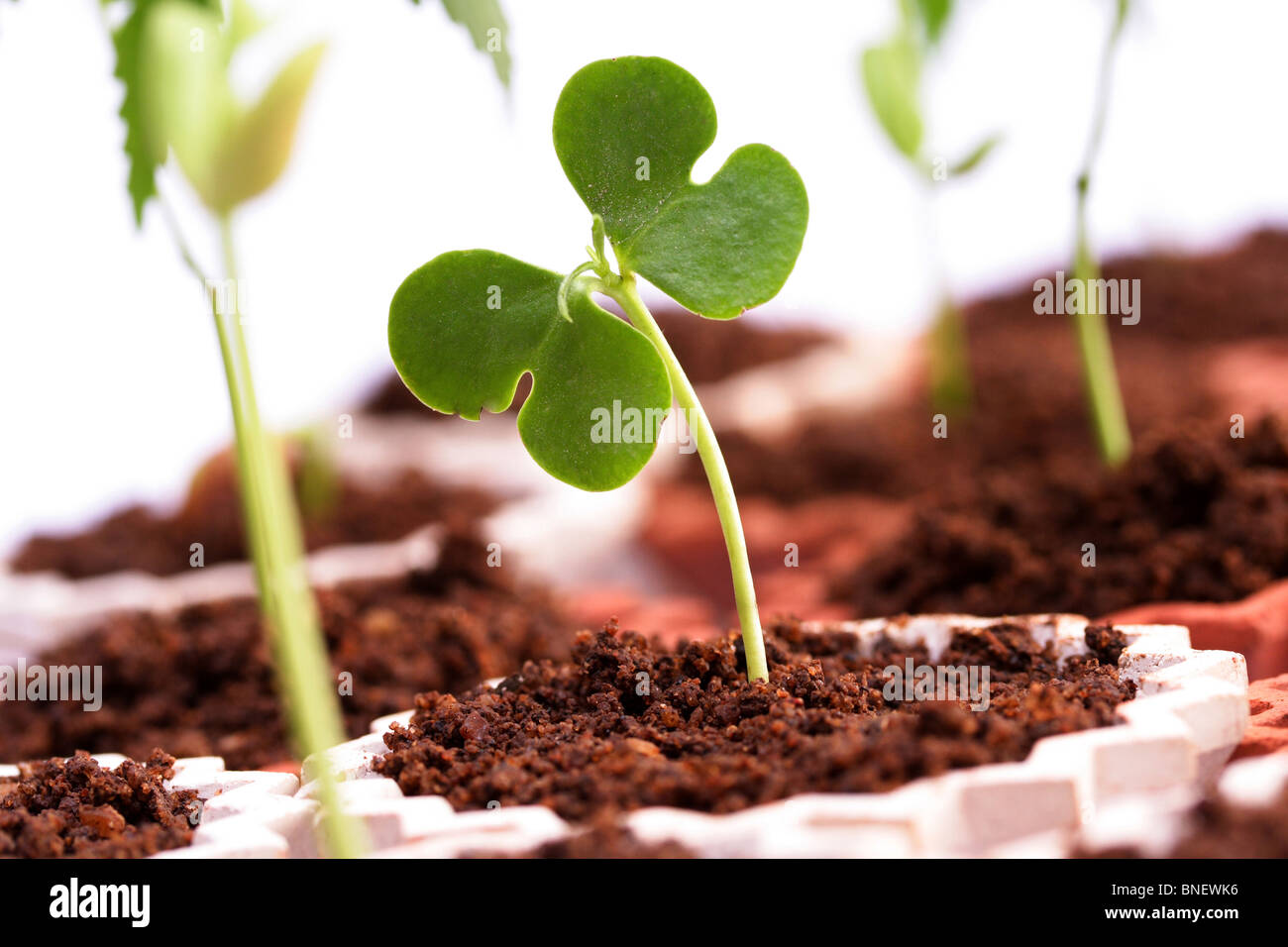 Neem sapling hi-res stock photography and images - Alamy