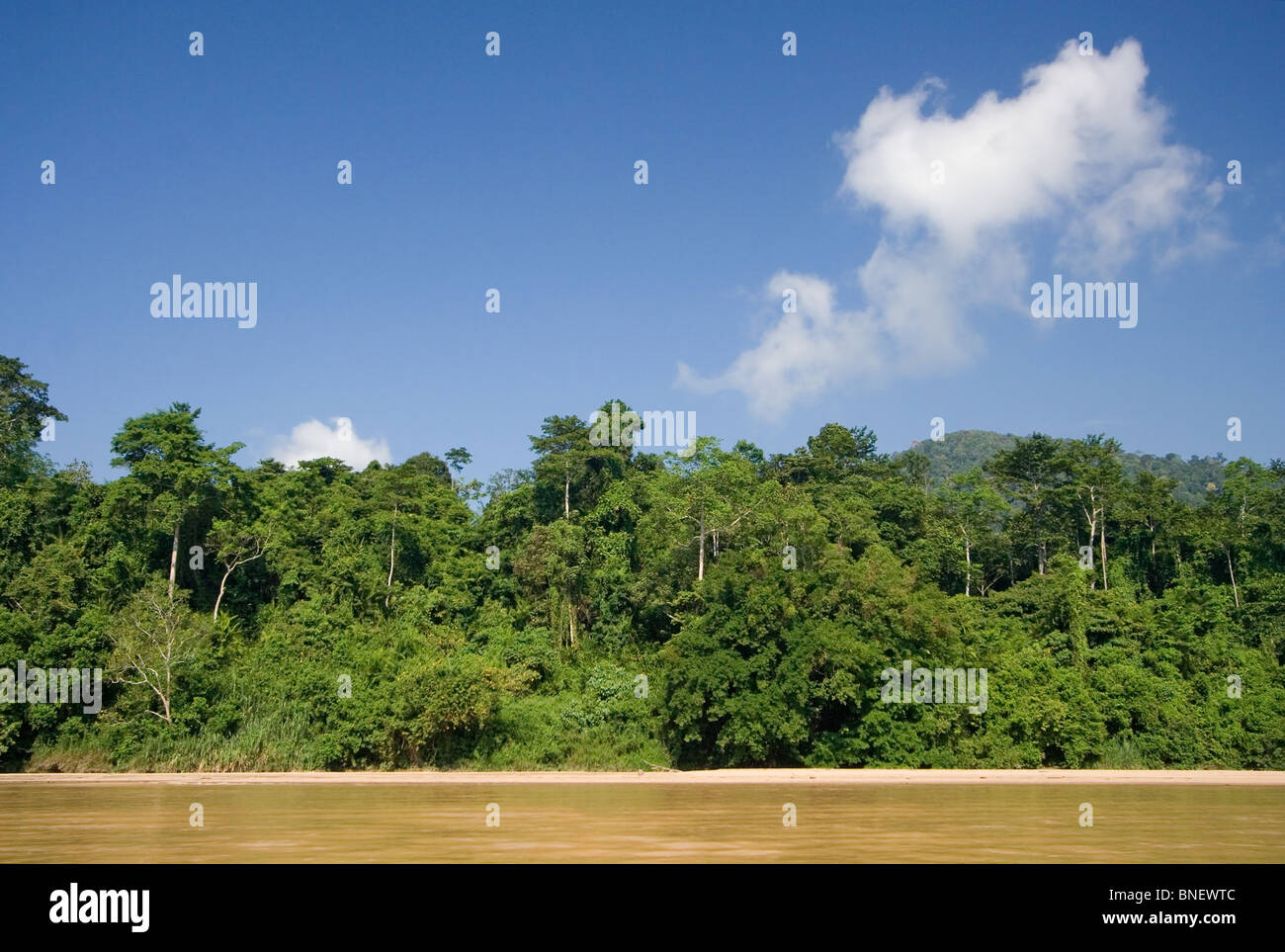Tropical rainforest along the Sungai Pahang River in Taman Negara ...