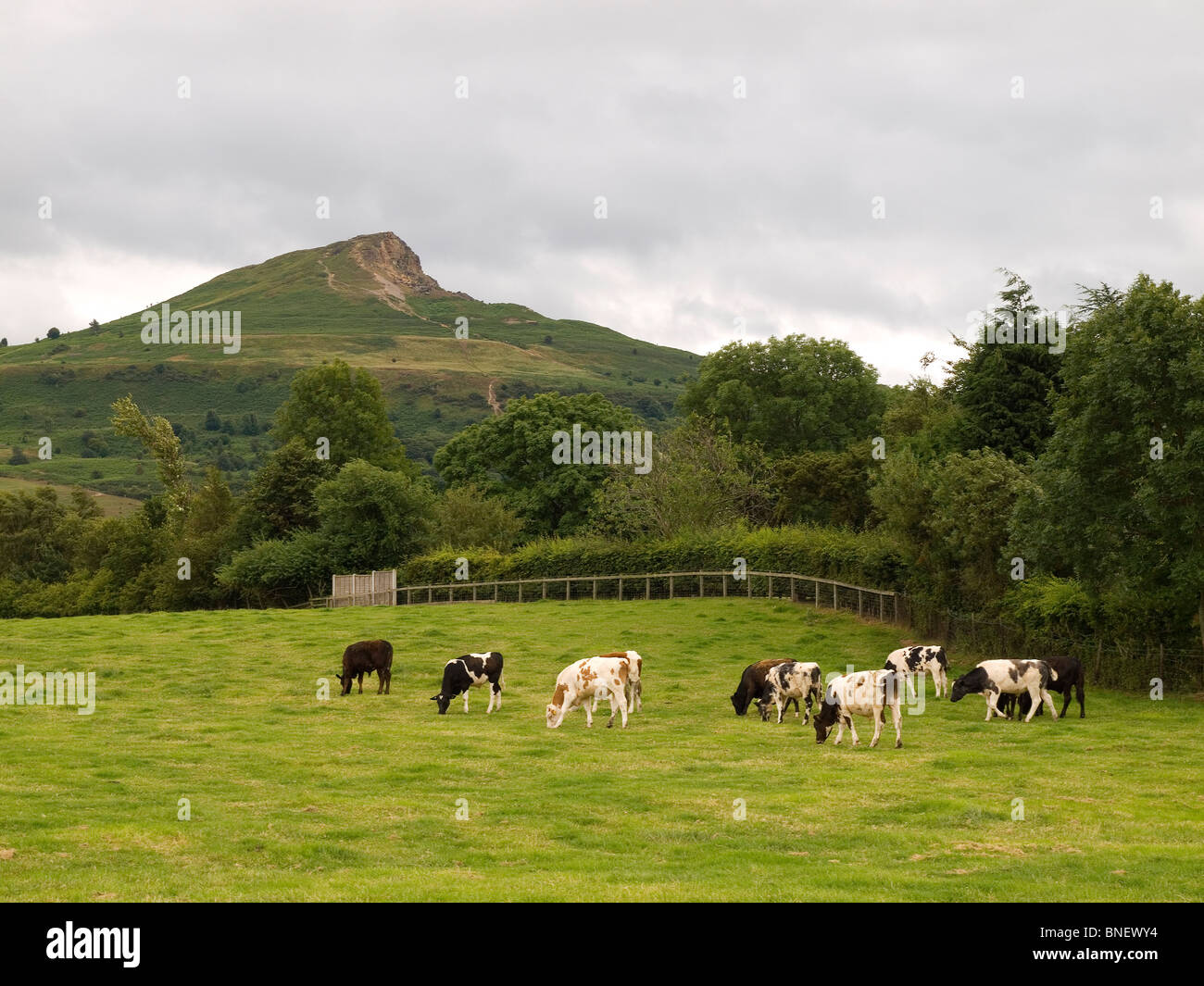 Beef cows hi-res stock photography and images - Alamy