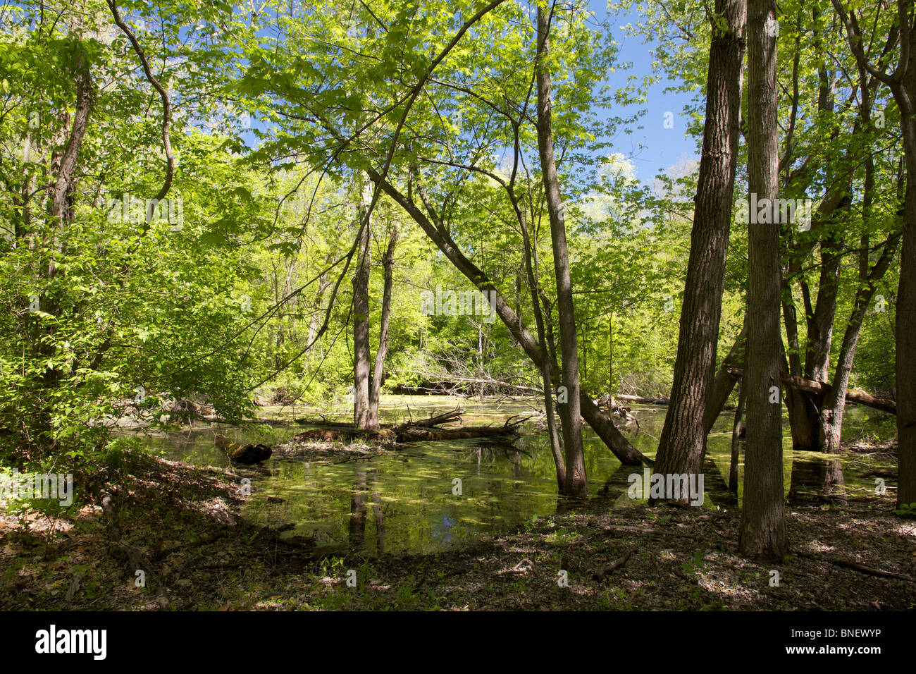 Flooded bottomland forest. Kickapoo State Park, Illinois Stock Photo ...