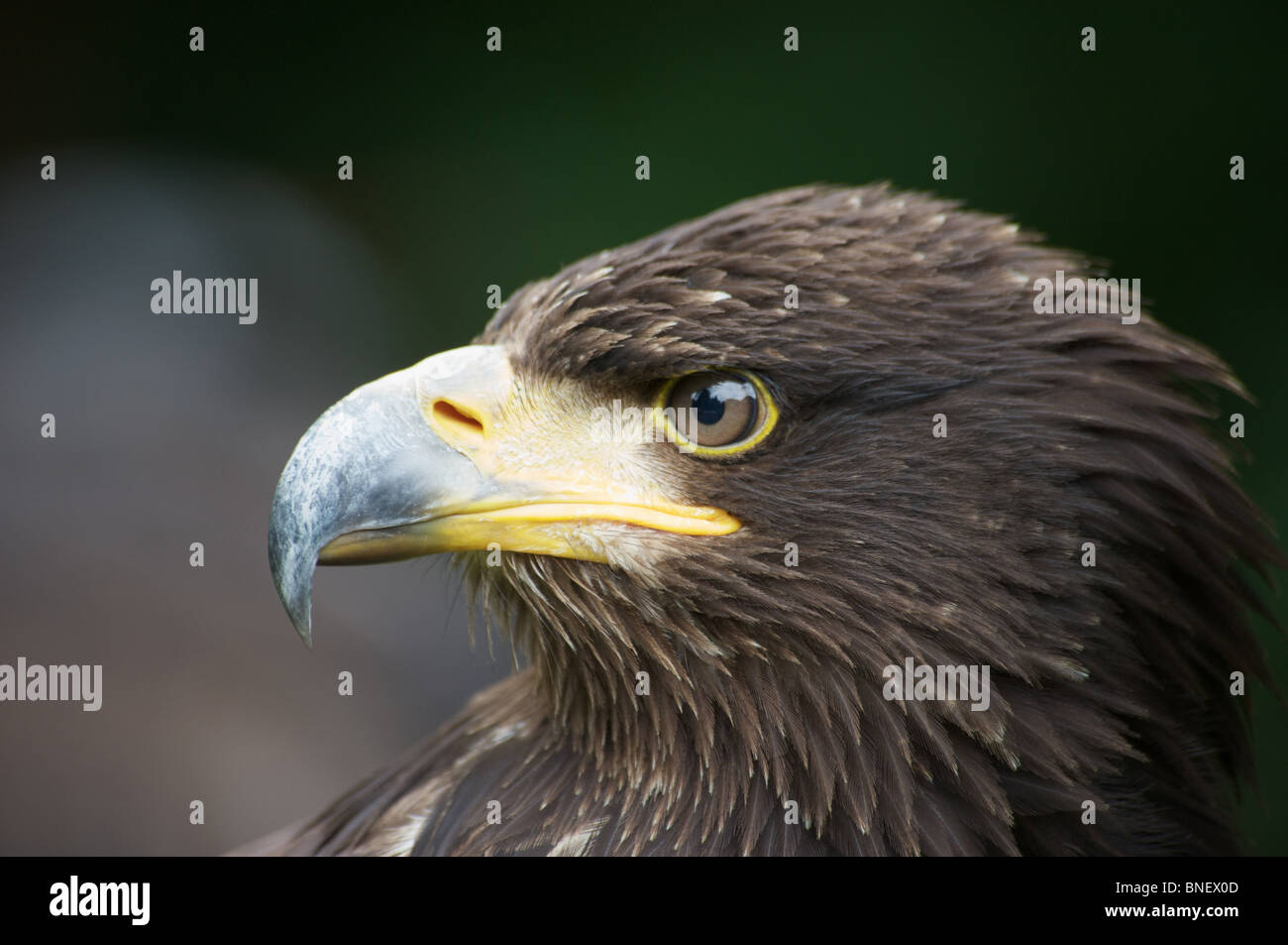Golden Eagle at the Shuttleworth Bird of Prey Centre Stock Photo - Alamy