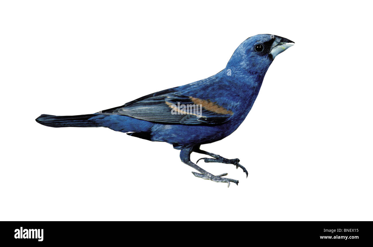 Blue Grosbeak (Passerina caerulea) cutout, side view Stock Photo - Alamy