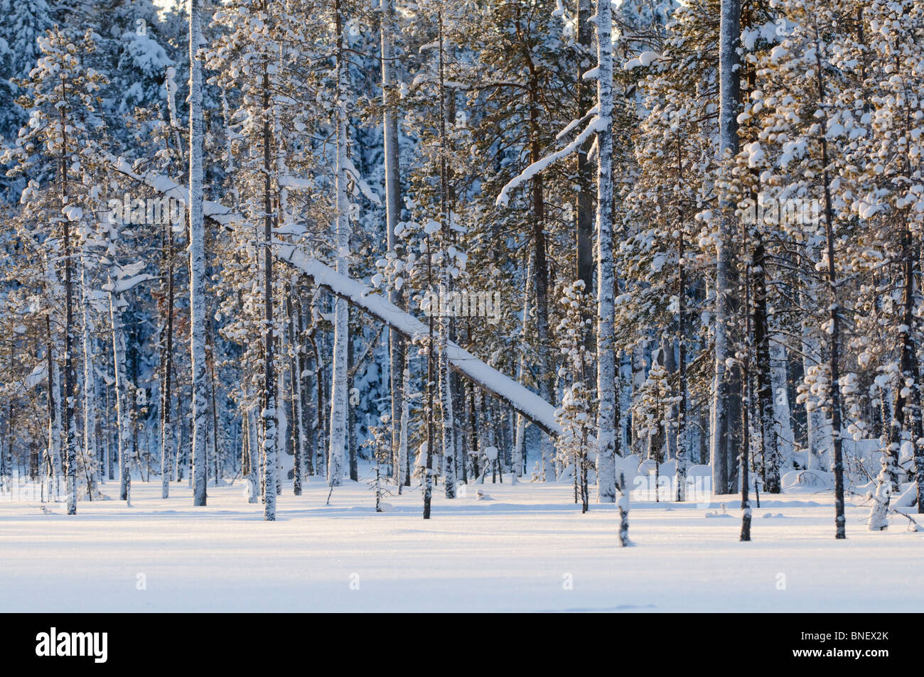 Taiga or Boreal Forest in the Kuhmo area Finland, near the Russian ...