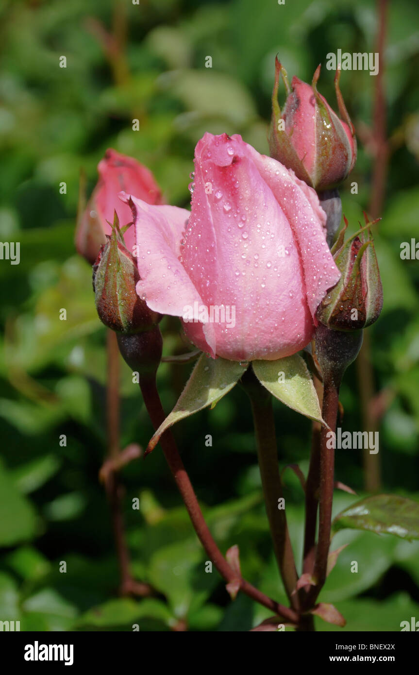 Pink Rose Buds Growing in Garden Stock Photo - Alamy
