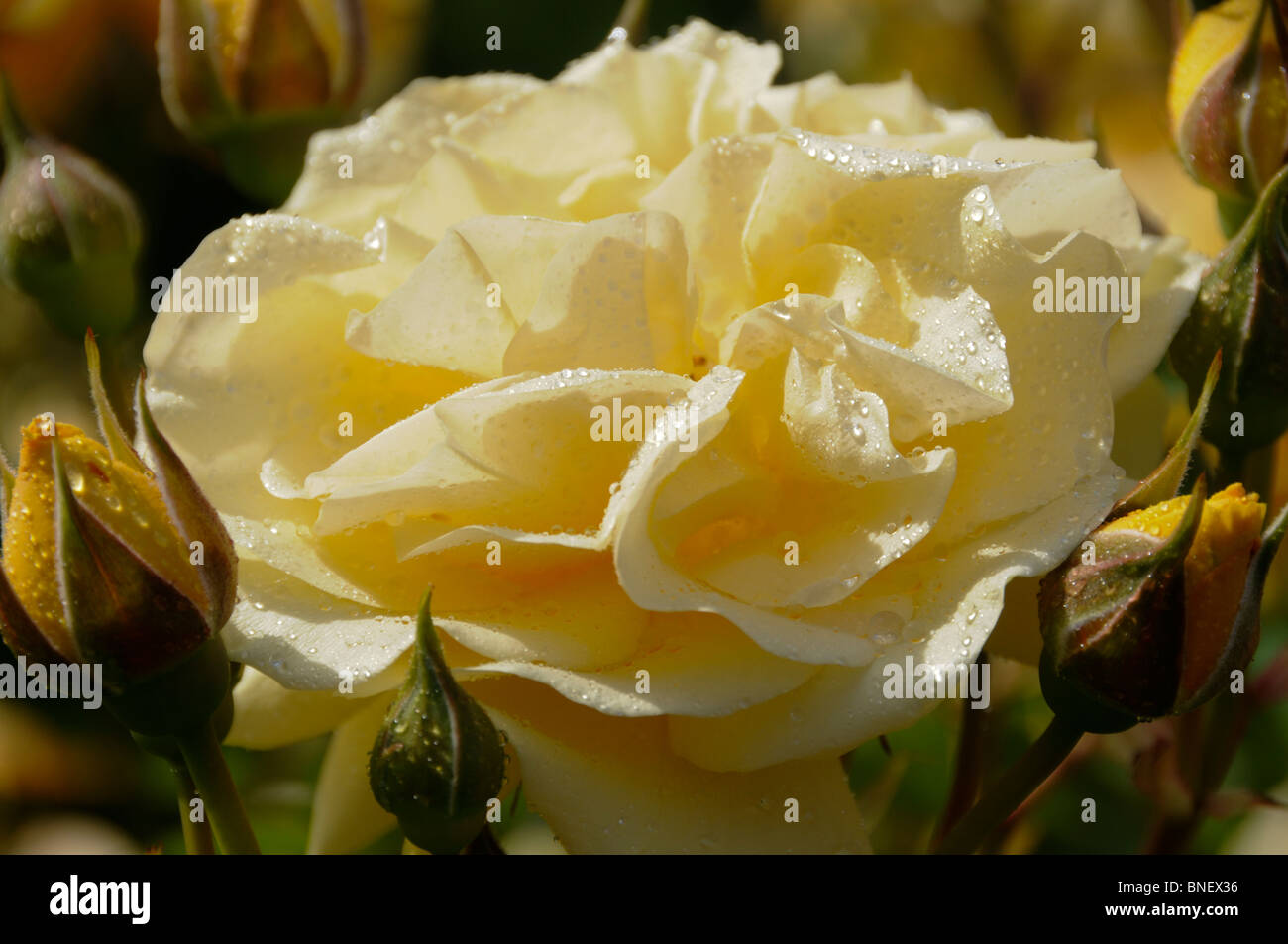 Yellow Roses Growing in Garden Stock Photo - Alamy