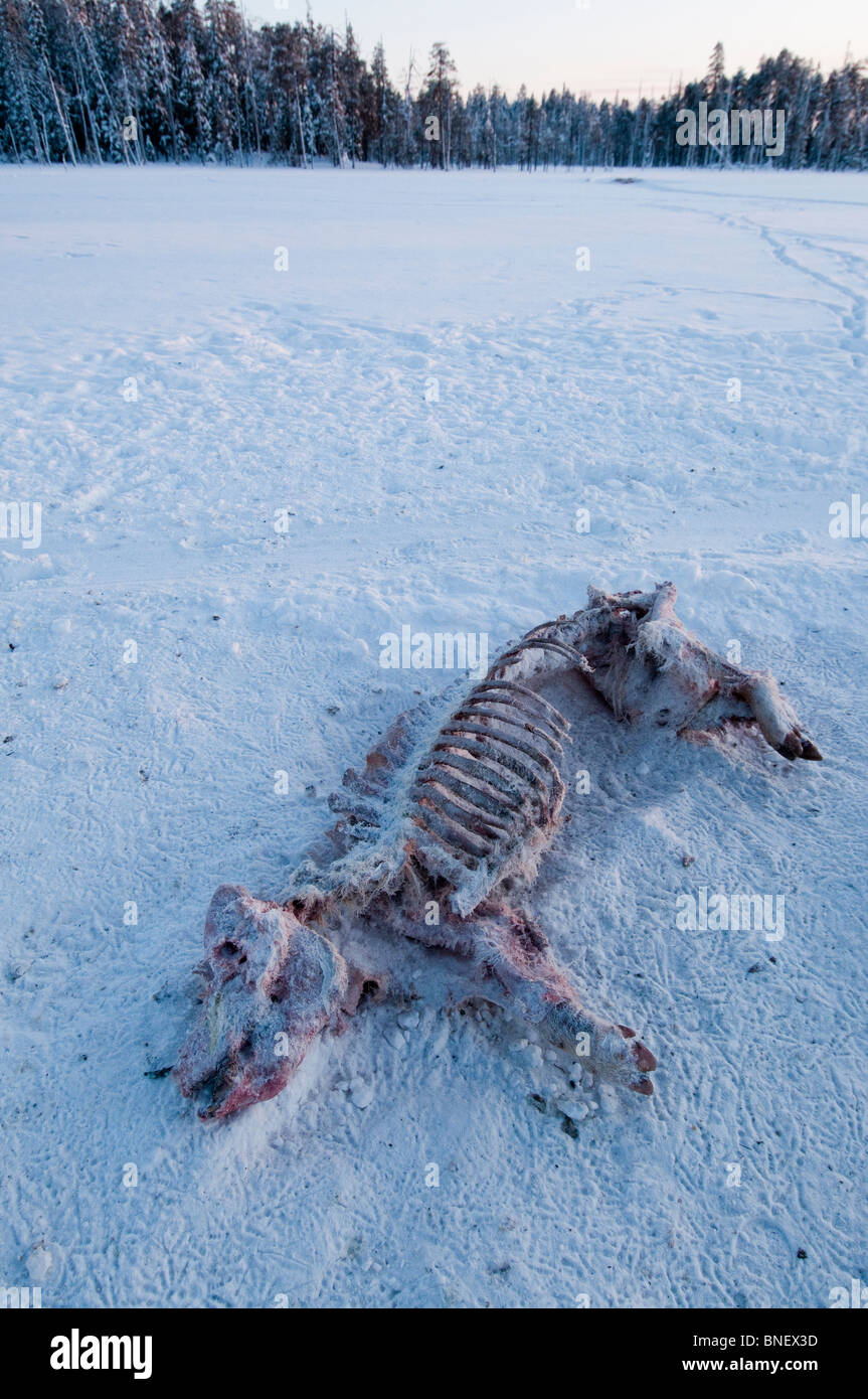 Piles of frozen pig (Sus scrofa) carcasses dumped in snow for baiting ...