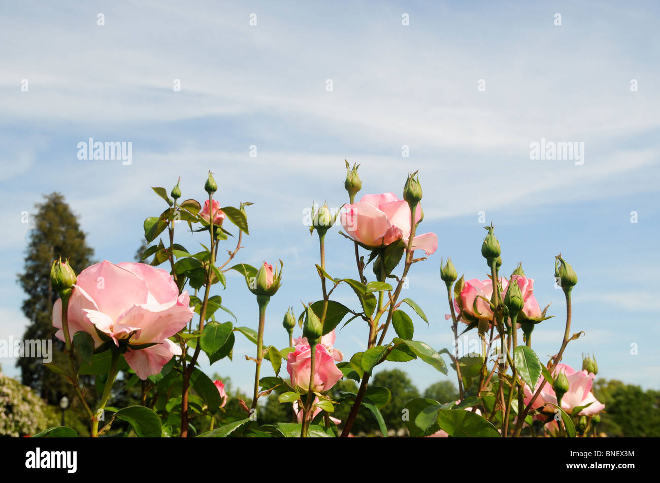 Pink Roses Growing in Garden Stock Photo - Alamy