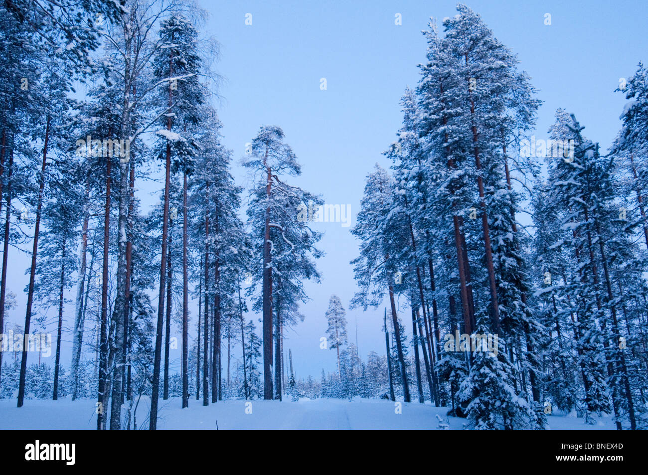 Taiga forest, Kuhmo, Finland, near the Russian border in February Stock ...