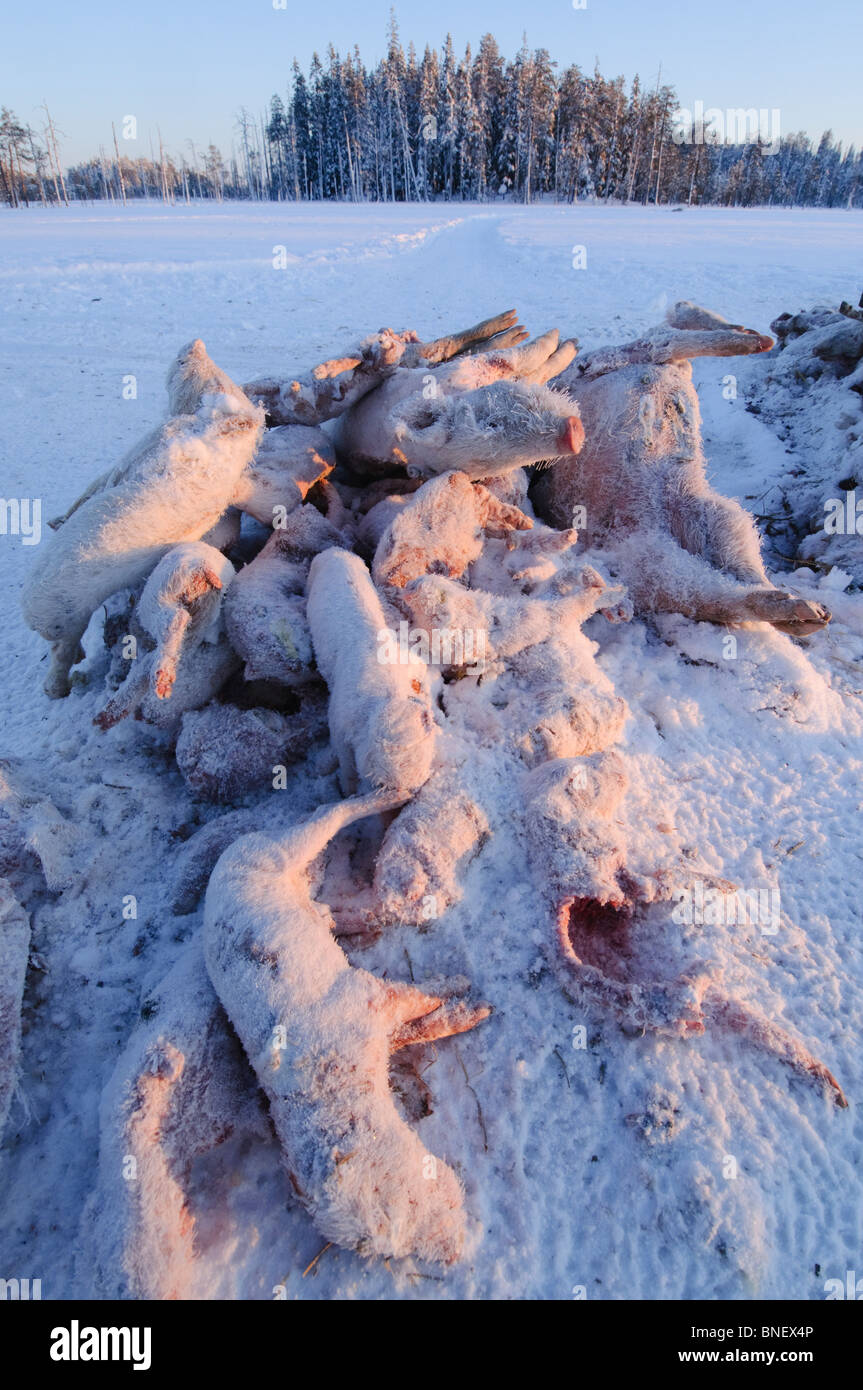 Piles of frozen pig (Sus scrofa) carcasses dumped in snow for baiting ...