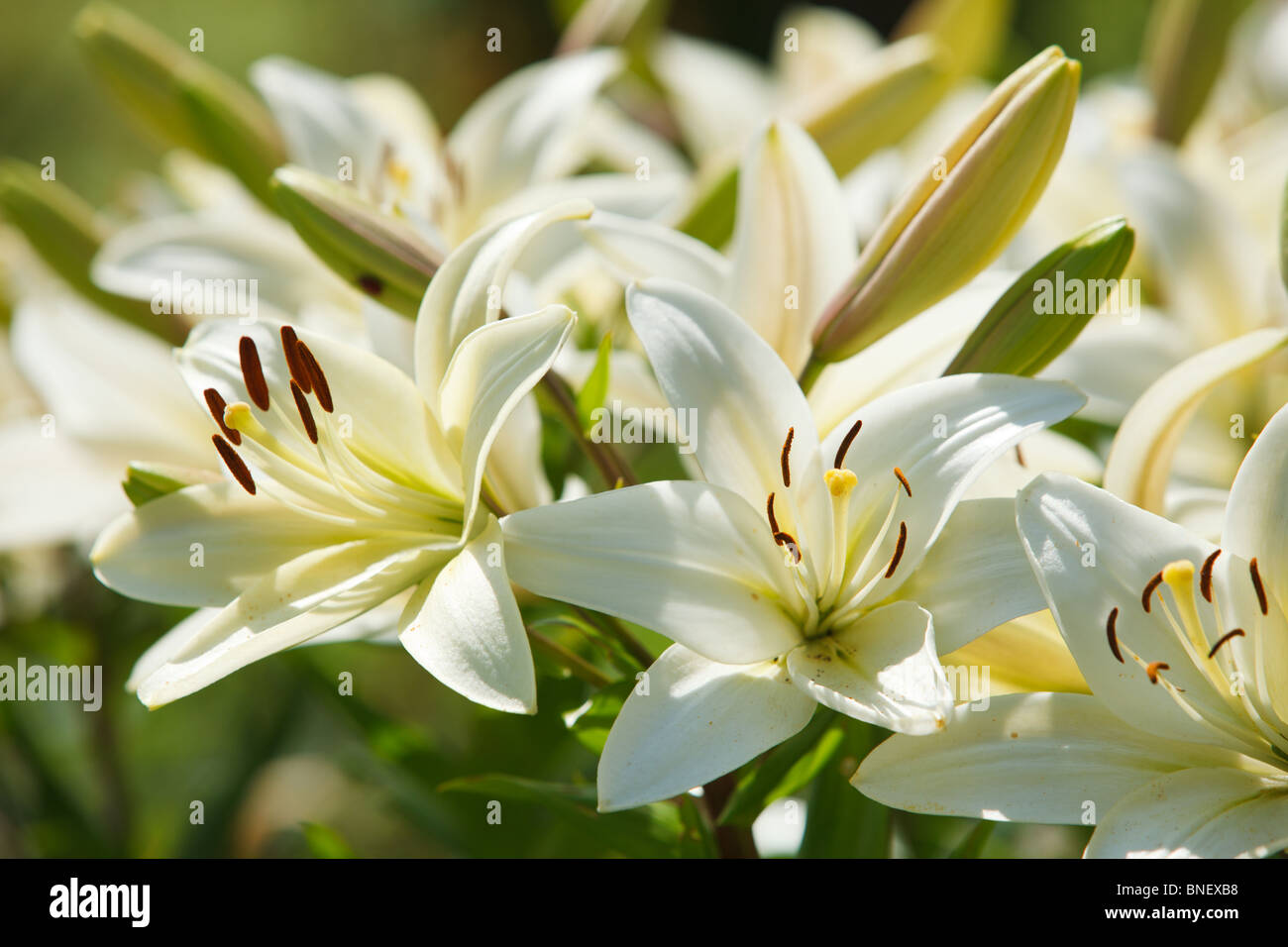 Many lilies hi-res stock photography and images - Alamy