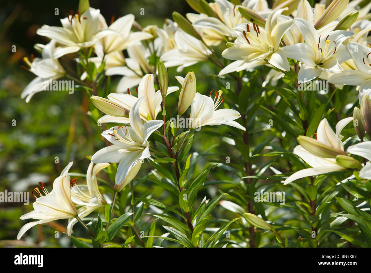 Many lilies hi-res stock photography and images - Alamy