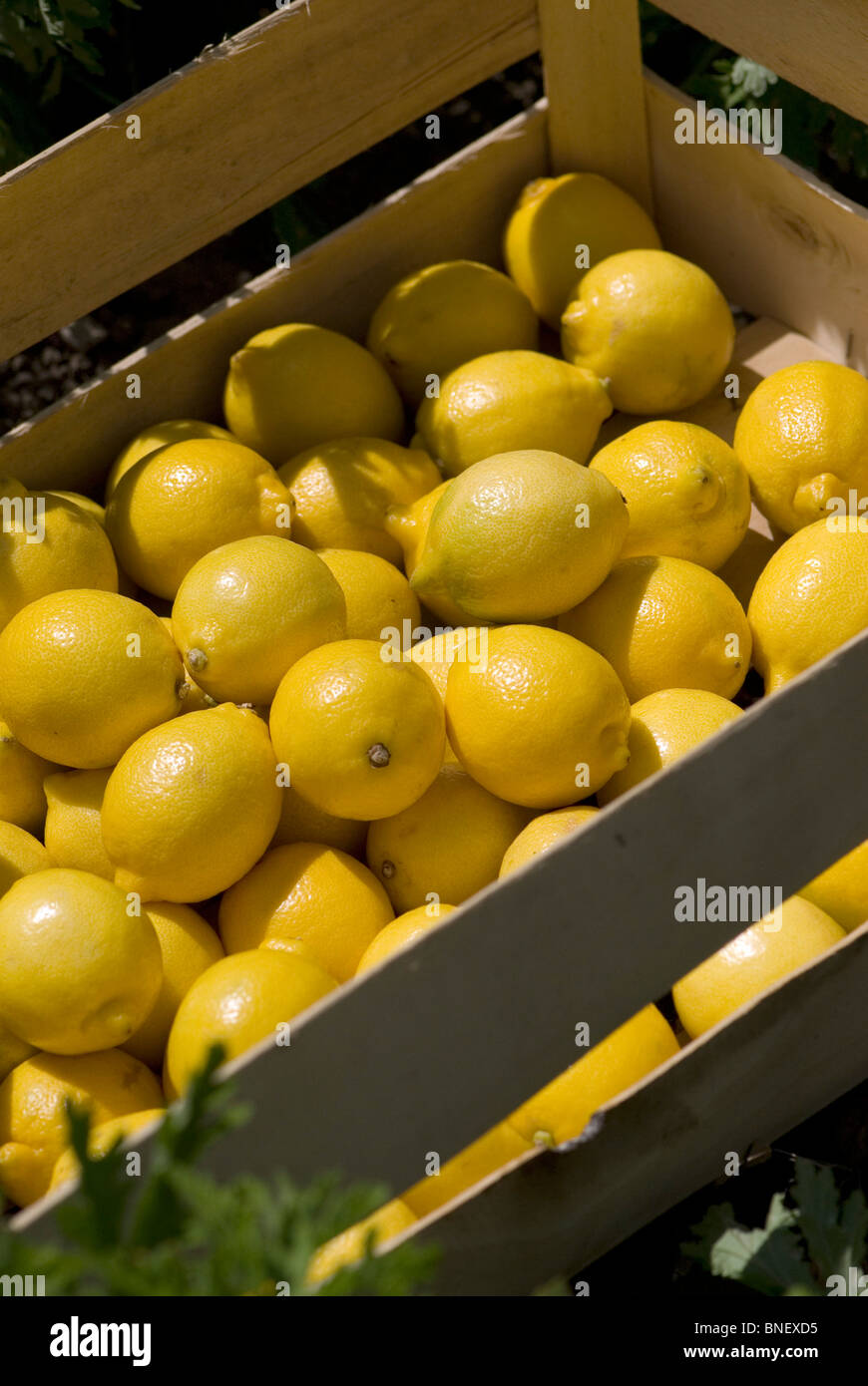 Five lemons hi-res stock photography and images - Alamy