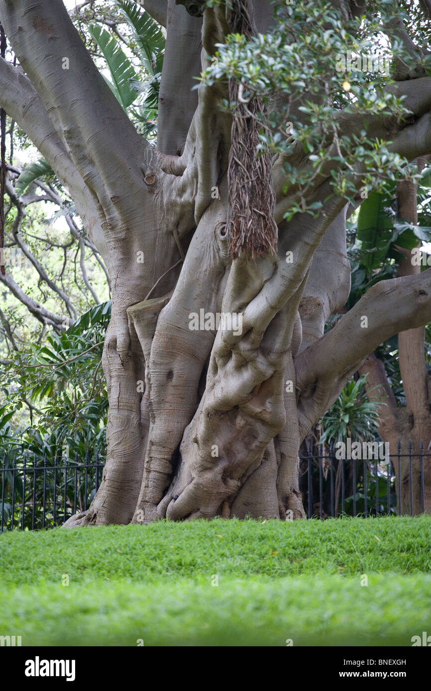 Old tree in a park in Sydney Australia Stock Photo - Alamy
