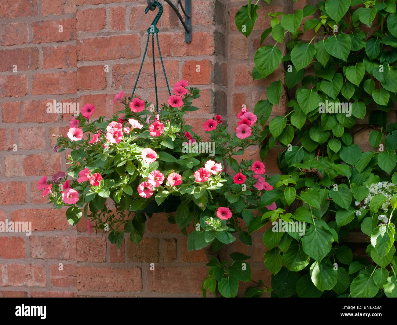 a hanging basket hung from a wall in a cottage garden Stock Photo - Alamy