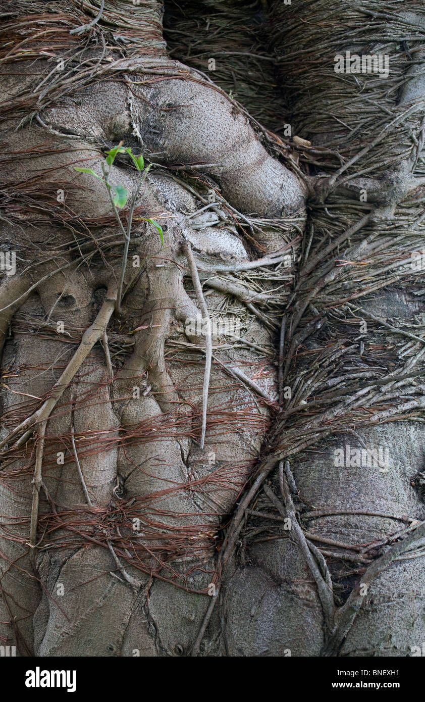 Trunk detail on an old tree. Vines and roots intertwined Stock Photo ...