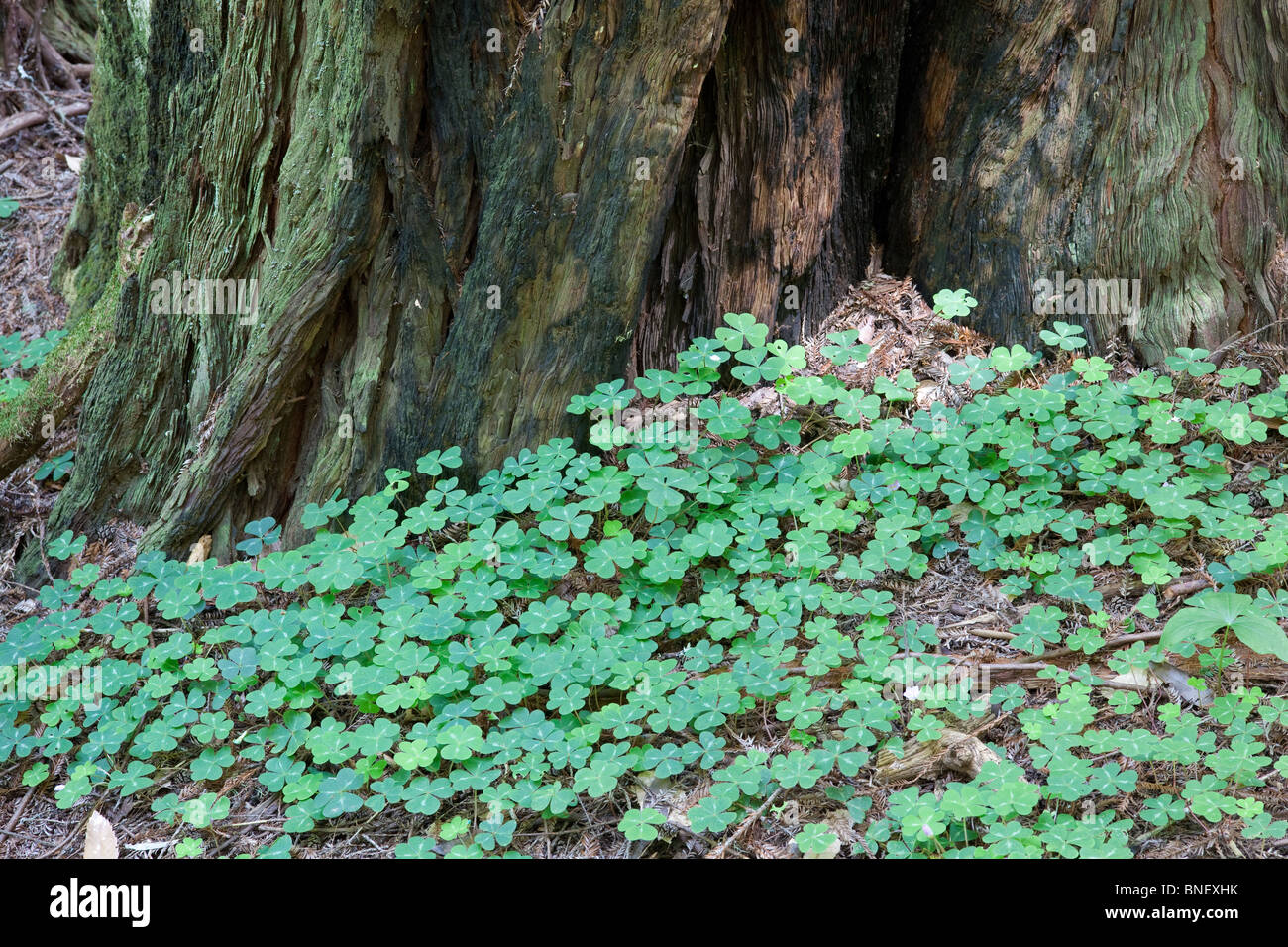 Clover Tree High Resolution Stock Photography and Images - Alamy