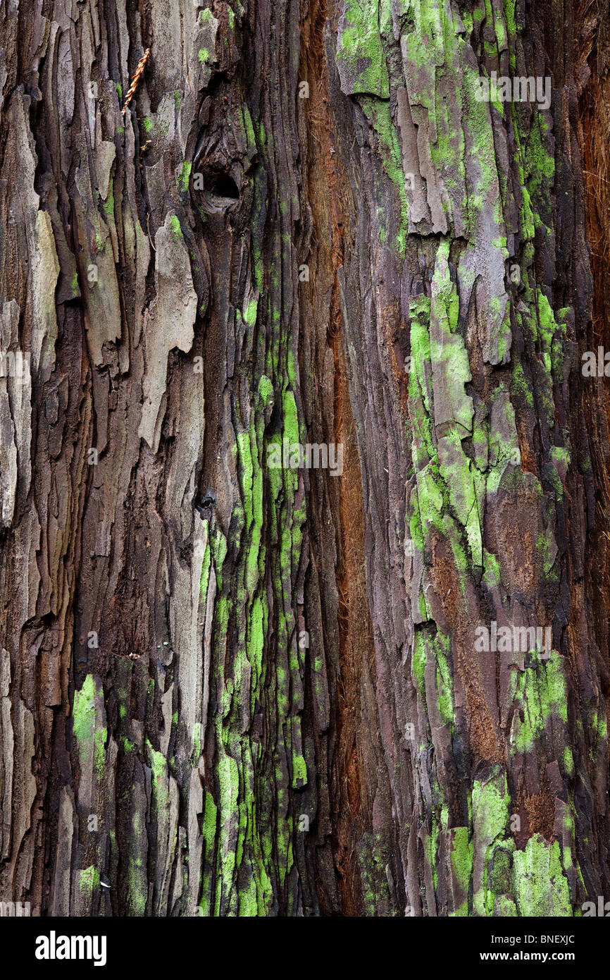 Tree bark detail Stock Photo - Alamy