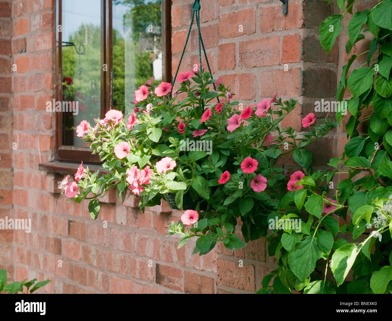 a hanging basket hung from a wall in a cottage garden Stock Photo - Alamy