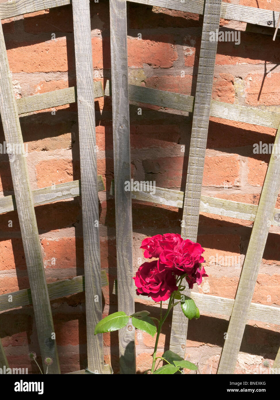 red roses growing wild Stock Photo - Alamy