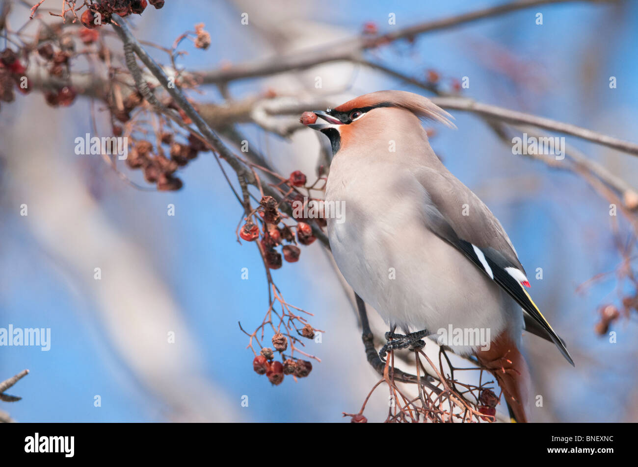European Waxwings (Bombycilla garrulus) feeding from Rowan berries in ...