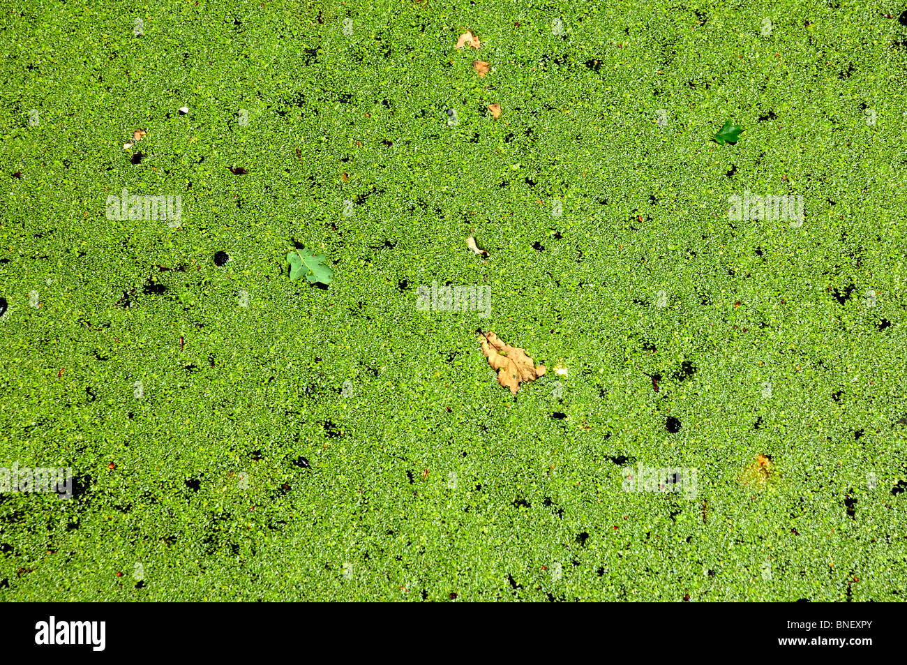 Duckweed texture hi-res stock photography and images - Alamy