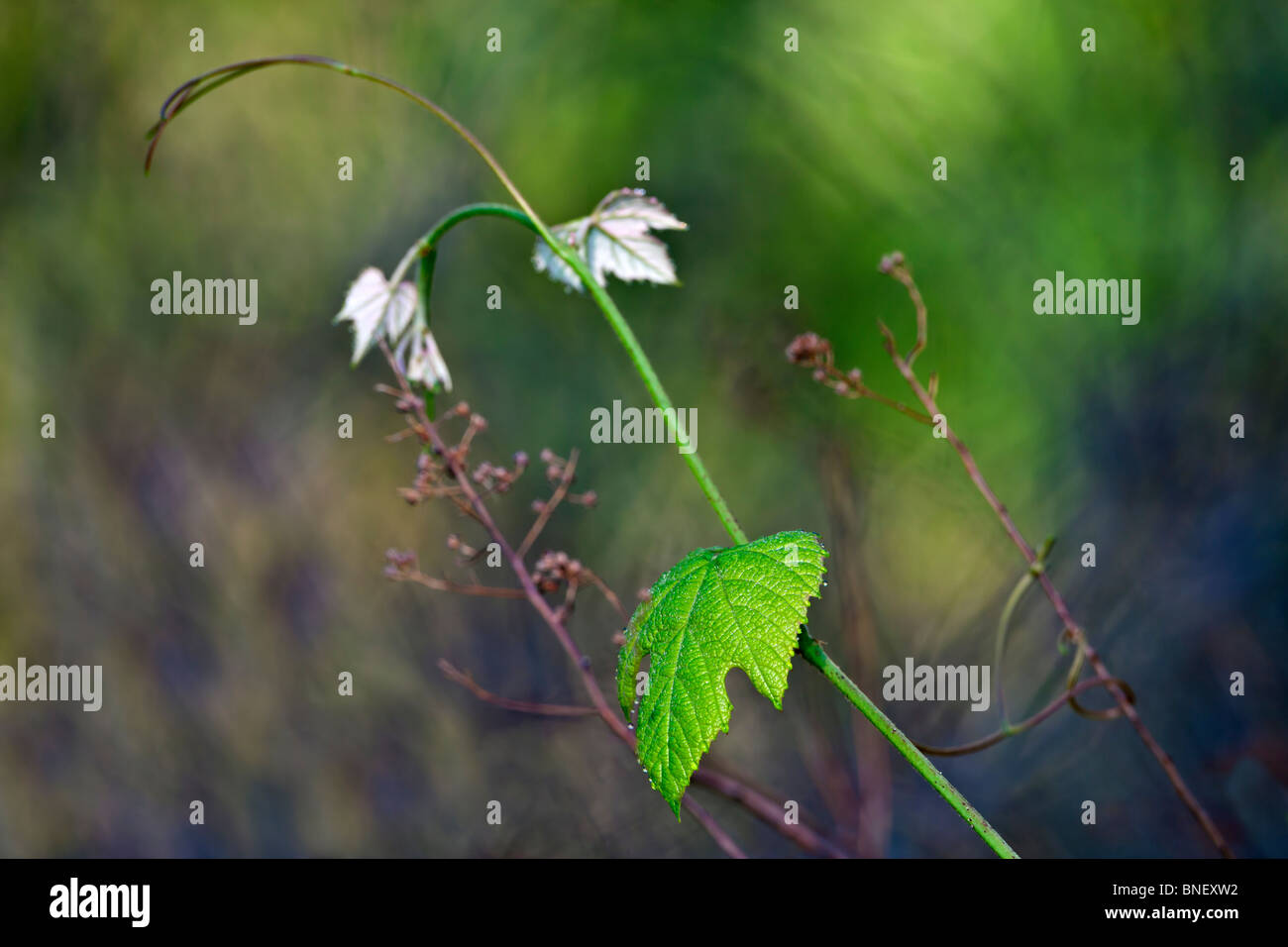Spring vine leaves with morning dew on the edges in forest Stock Photo ...