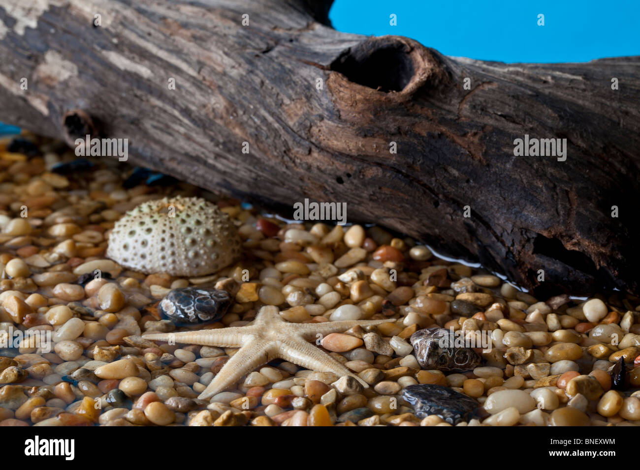 Beach scene shells starfish hi-res stock photography and images - Alamy