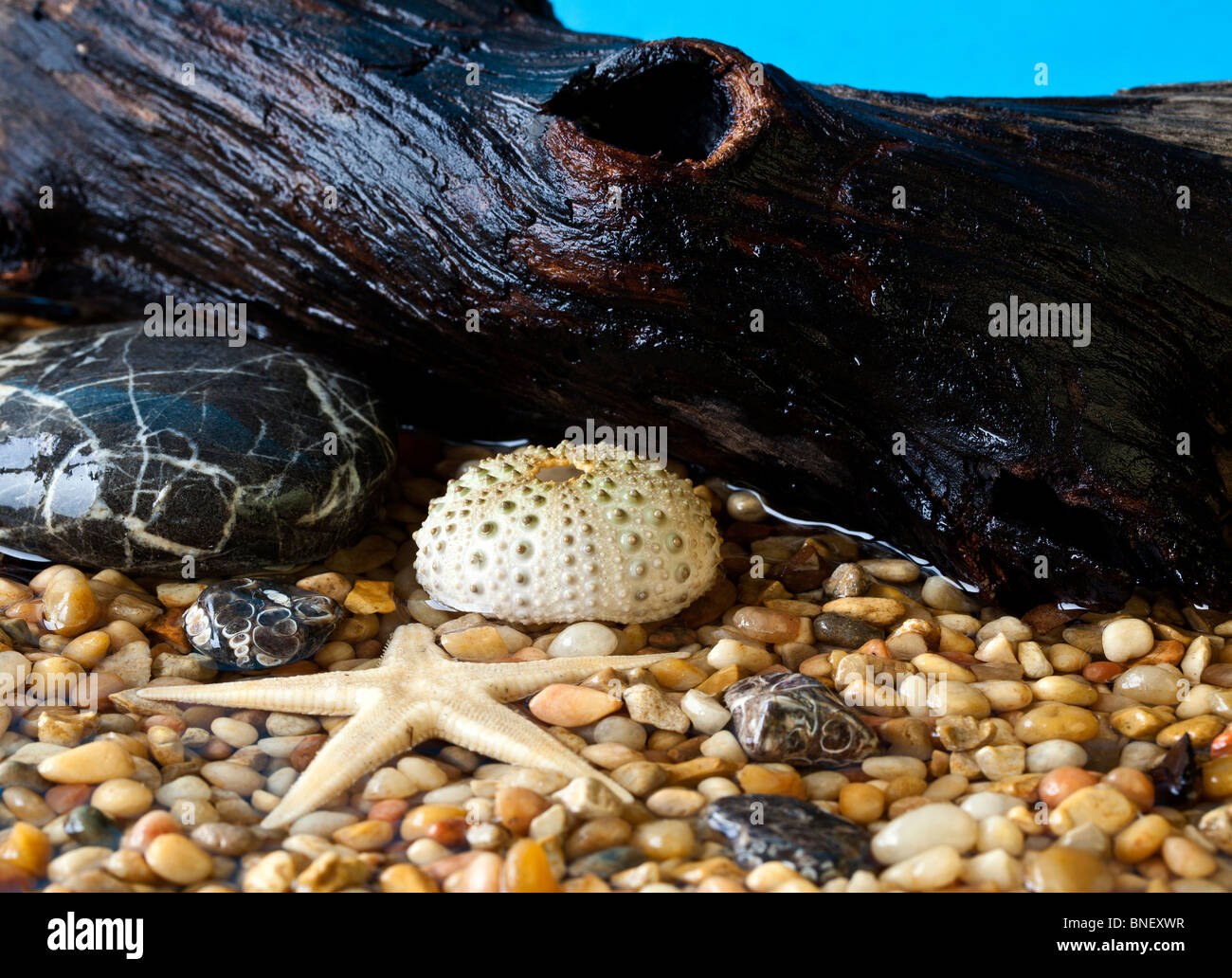 Beach scene shells starfish hi-res stock photography and images - Alamy