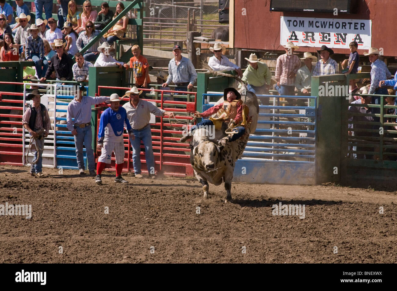 What Is A Good Bull Riding Score at Lois Horning blog