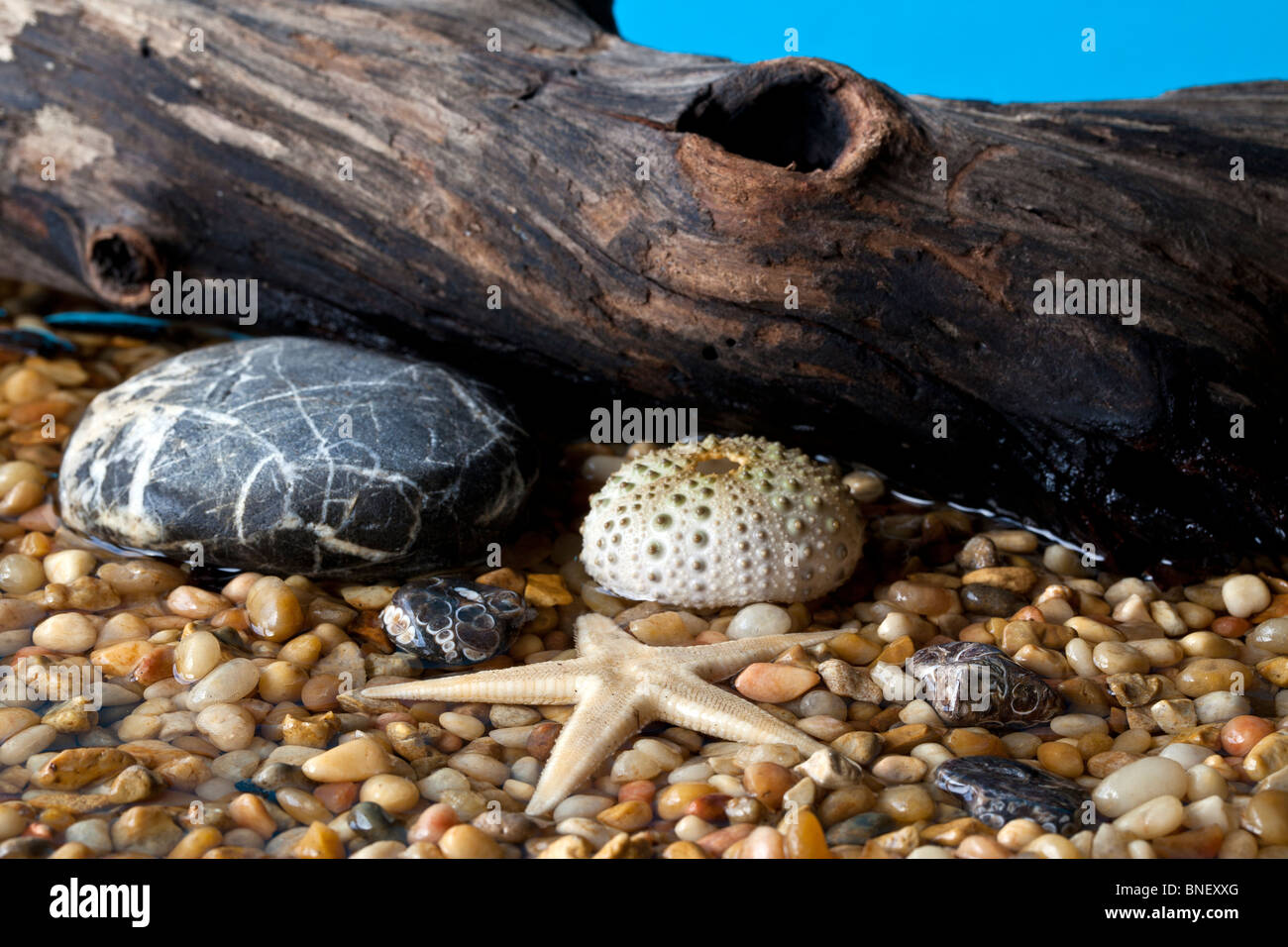 Beach scene shells starfish hi-res stock photography and images - Alamy