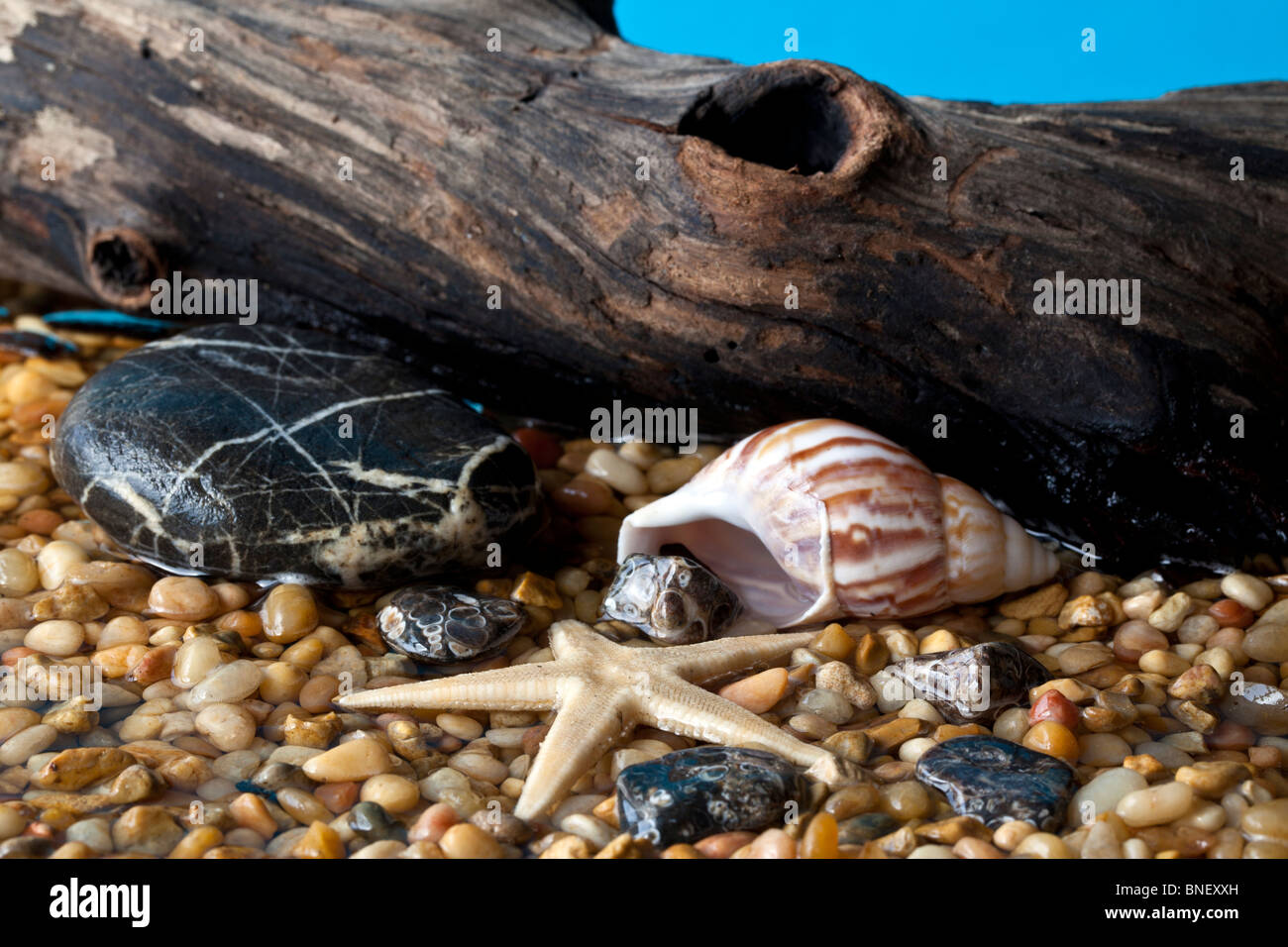 Pebble Beach scene with shells and stones with log Stock Photo - Alamy