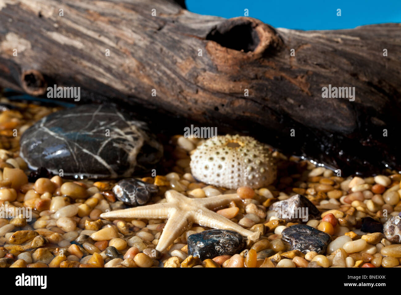 Pebble Beach scene with shells and stones with log Stock Photo - Alamy