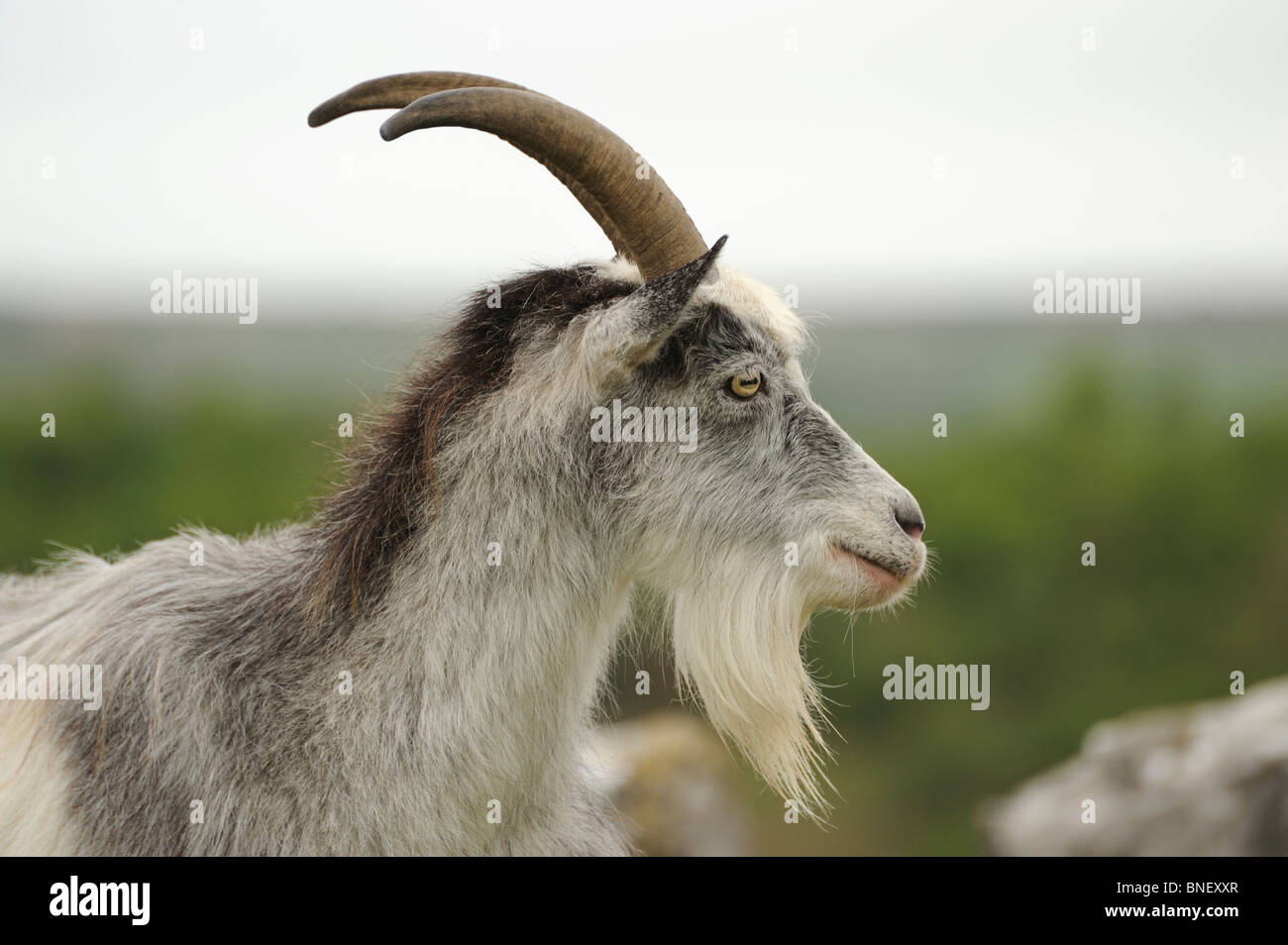 Feral goats, Cheddar Gorge, Somerset, UK Stock Photo - Alamy