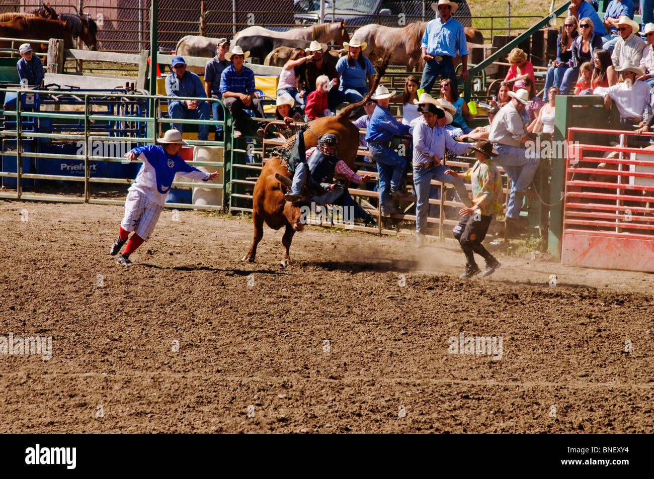 Rodeo rodeos hi-res stock photography and images - Alamy