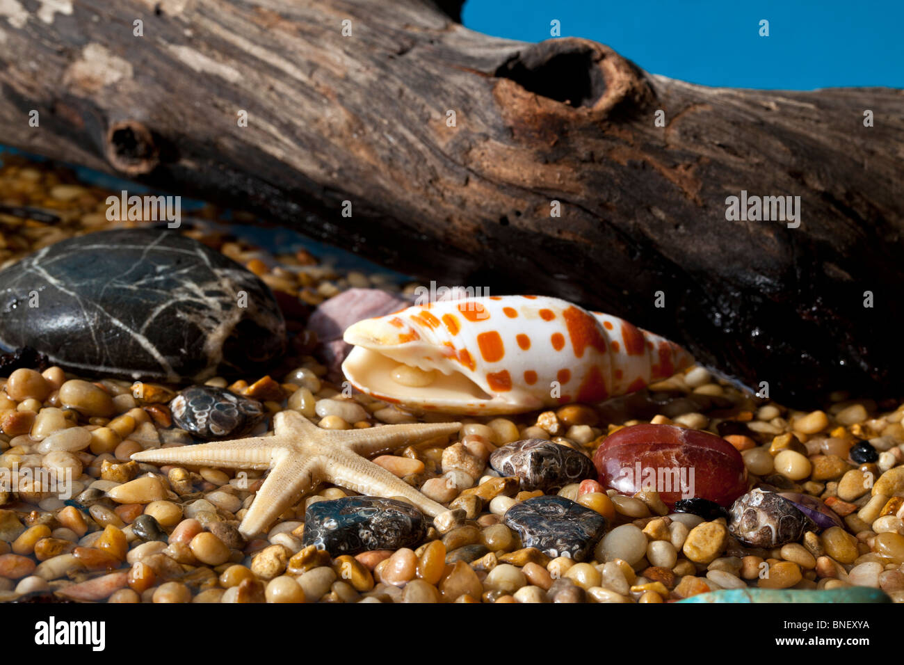 Beach scene shells starfish hi-res stock photography and images - Alamy