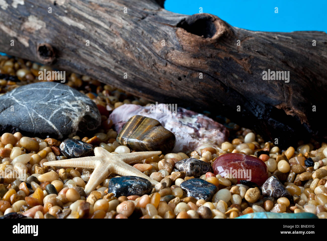 Pebble Beach scene with shells and stones with log Stock Photo - Alamy