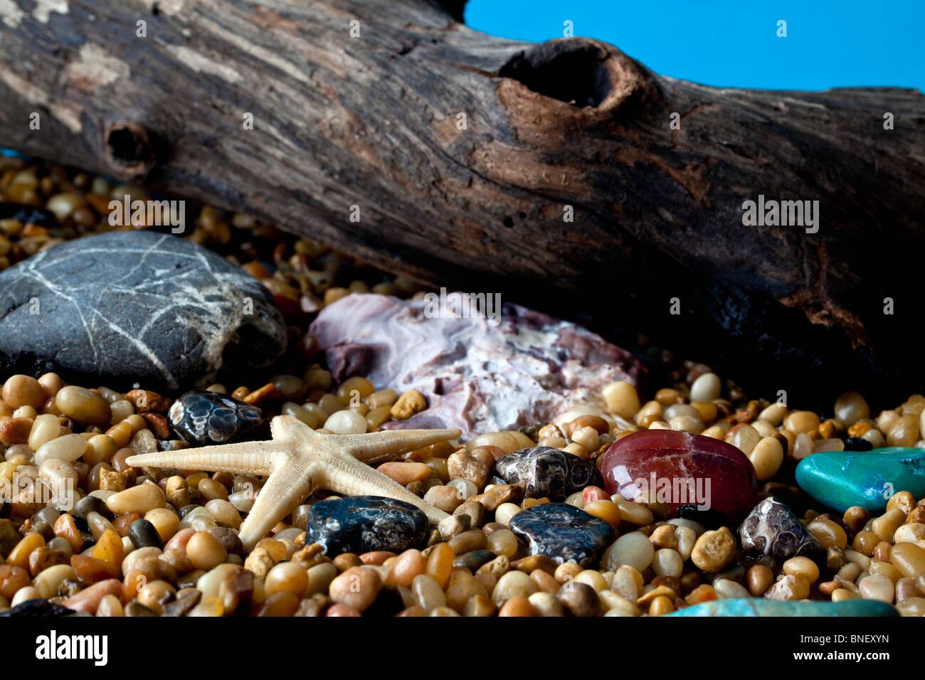 Pebble Beach scene with shells and stones with log Stock Photo - Alamy