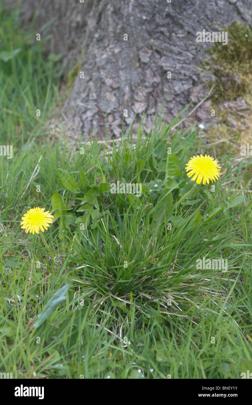 Yellow dandelion wild flowers growing wild in the countryside Stock ...