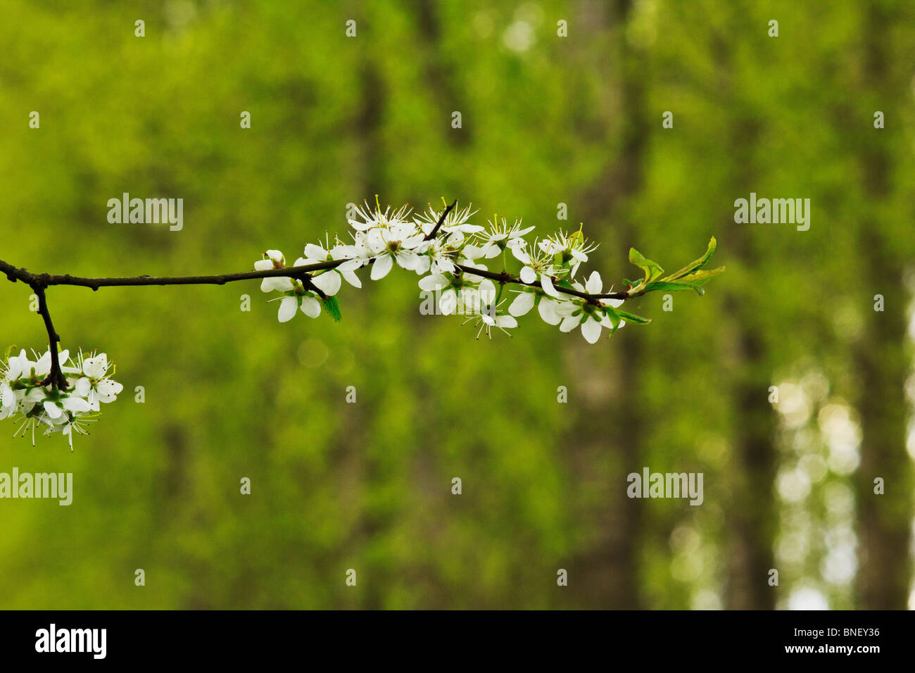 blossom spring hope new life growth Stock Photo - Alamy