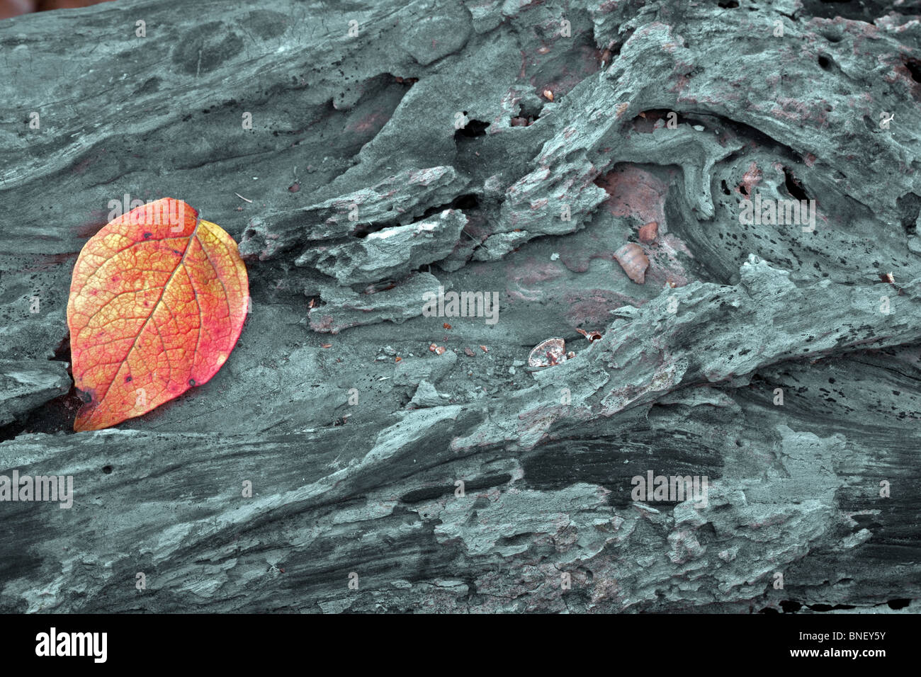 Close up of rotting leaf hi-res stock photography and images - Alamy