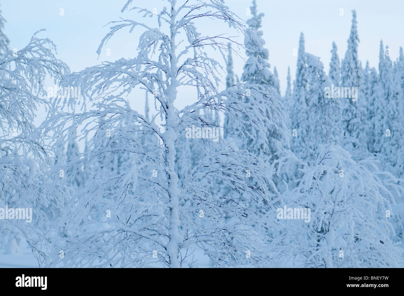 Snow landscapes in February with extreme cold conditions, Kuusamo ...