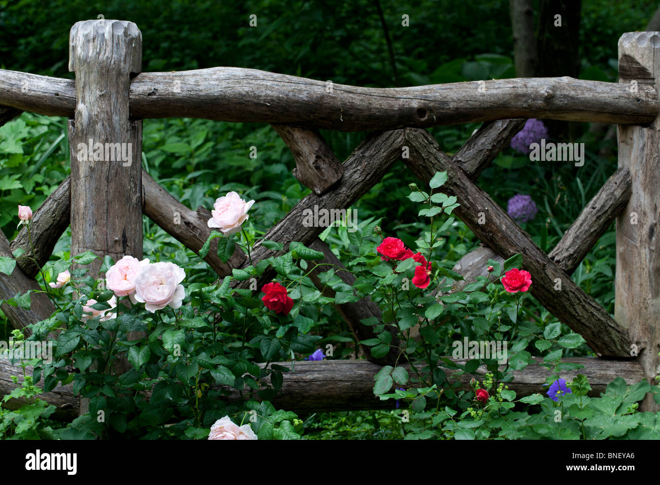 Central Park Shakespeare's garden in spring after a rain with roses in ...