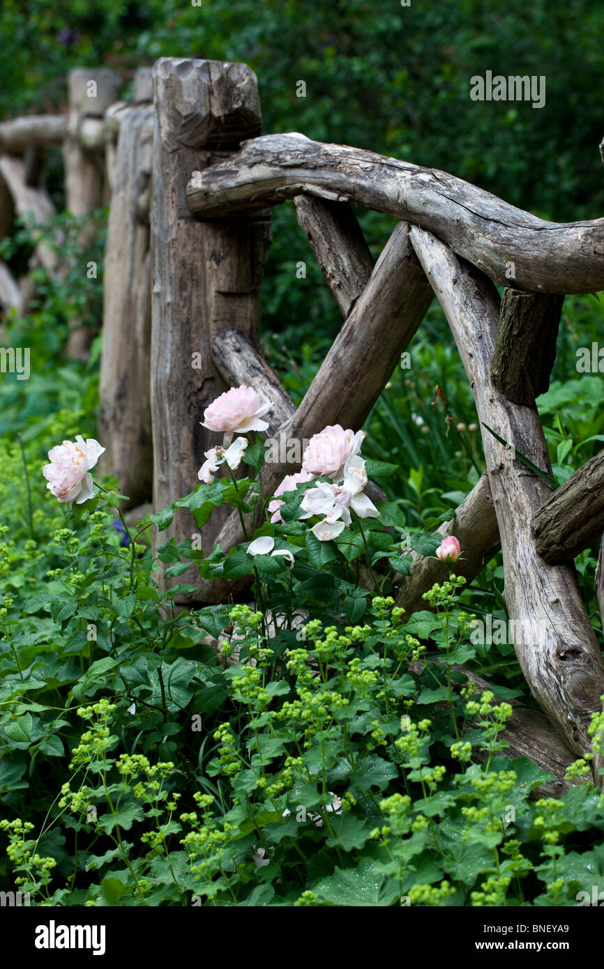 Central Park Shakespeare's garden in spring after a rain with roses in ...