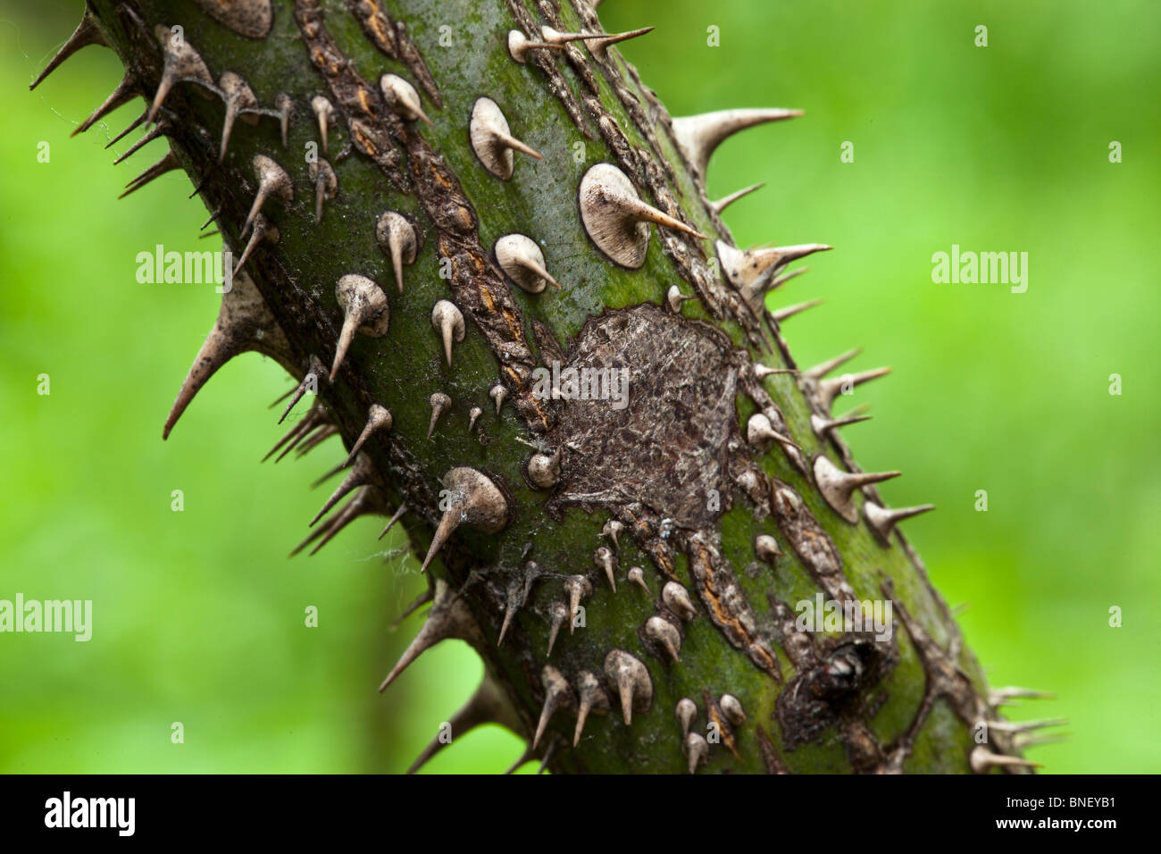 thorns on rose branch in Garden in Central Park, New York City Stock ...