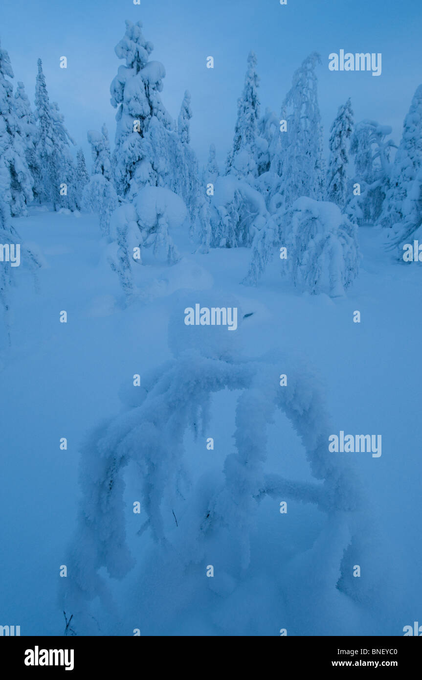 Snow landscapes in February with extreme cold conditions, Kuusamo ...