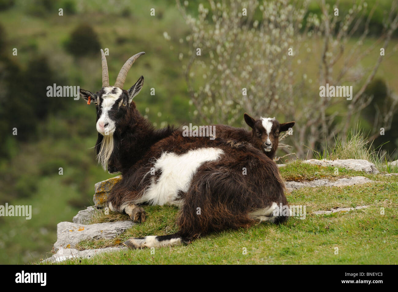 Feral goats, Cheddar Gorge, Somerset, UK Stock Photo - Alamy