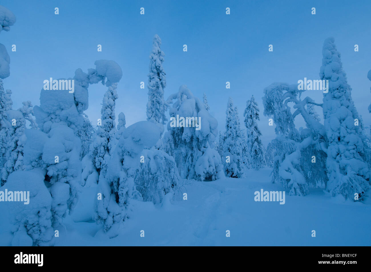 Snow landscapes in February with extreme cold conditions, Kuusamo ...