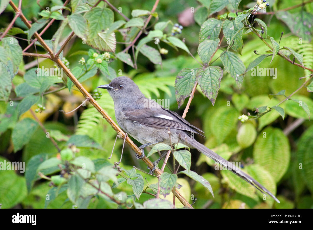 Long-Tailed Sibia, Heterophasia picaoides, Fraser's Hill, Malaysia ...