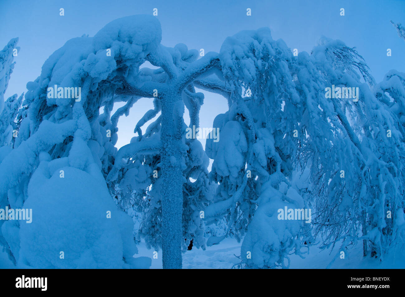 Snow landscapes in February with extreme cold conditions, Kuusamo ...